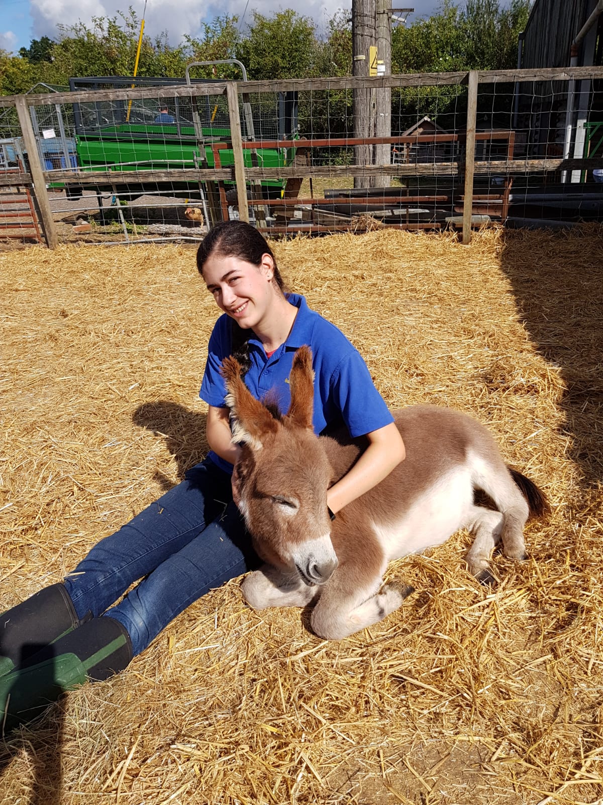 Team donkey therapy! | Miniature Donkeys for sale UK