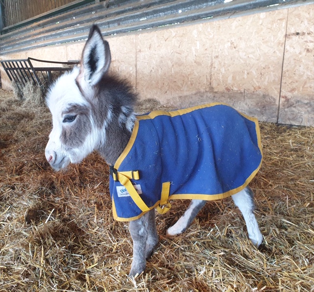 Captain Tom | Miniature Donkeys for sale UK